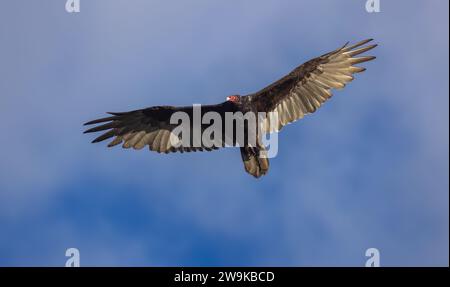 Turkey vulture flying overhead in northern Wisconsin Stock Photo - Alamy