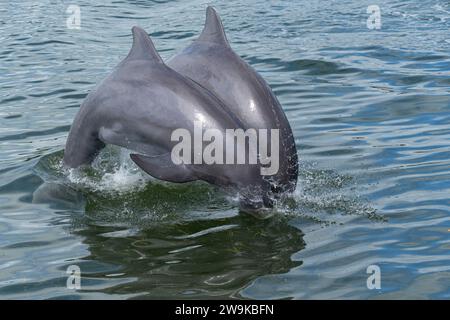 Paired dolphins at the Dolphin Research Center, Marathon, Florida Keys ...