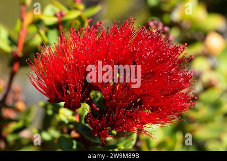 Ohia bloom along Mauna Loa Trail, Hawaii Volcanoes National Park ...