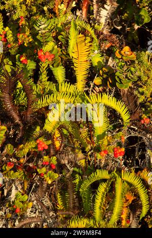 Uluhe (Dicranopteris linearis) along Crater Rim Trail, Hawaii Volcanoes ...