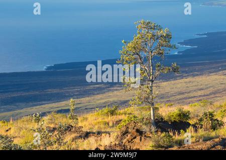 View with Ohia from Hilina Pali along Kau Desert Trail, Hawaii ...