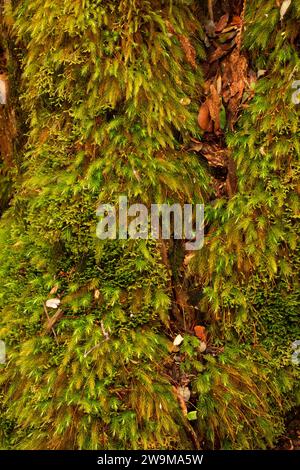 Moss at Hawaii Volcanoes National Park Stock Photo - Alamy