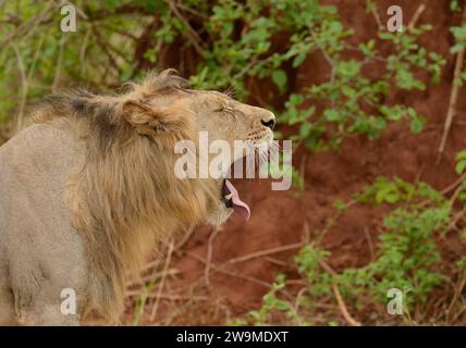 Male Lion Simba roaring (Panthera leo Stock Photo - Alamy
