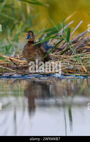 American porron or Aythya Americana, is a species of anseriform bird in ...