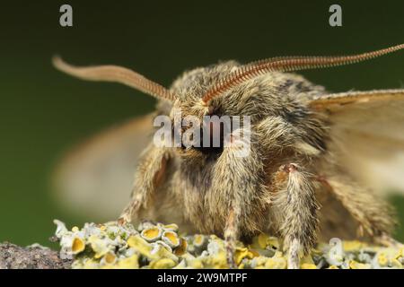 Detailed facial closeup on the Great prominent moth,Peridea anceps ...