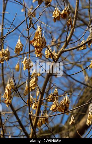closeup of light green helicopter seeds from a maple tree in early ...
