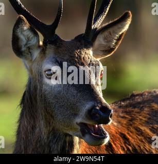 The red deer is one of the largest deer species. A male red deer is ...