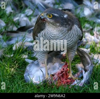 The Eurasian sparrowhawk, also known as the northern sparrowhawk or ...
