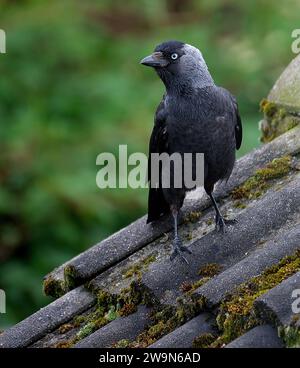 jackdaw in search of food on lawn Stock Photo - Alamy