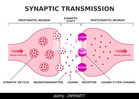 vector illustration nerve impulse transmission along neuron vector illustration of nerve impulse ...