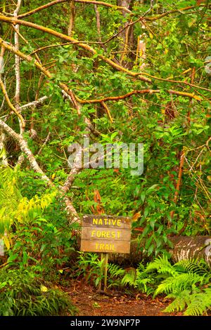 Native forest, Kalopa Native Forest State Park, Hawaii Stock Photo - Alamy