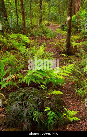 Native Forest Nature Trail, Kalopa Native Forest State Park, Hawaii ...