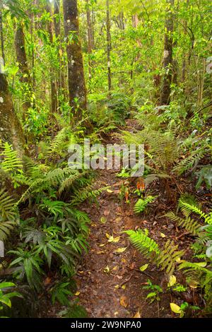 Native Forest Nature Trail, Kalopa Native Forest State Park, Hawaii ...