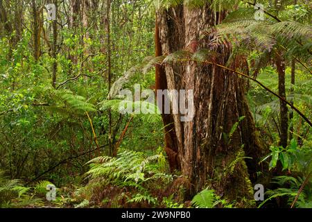 Forest along Native Forest Nature Trail, Kalopa Native Forest State ...