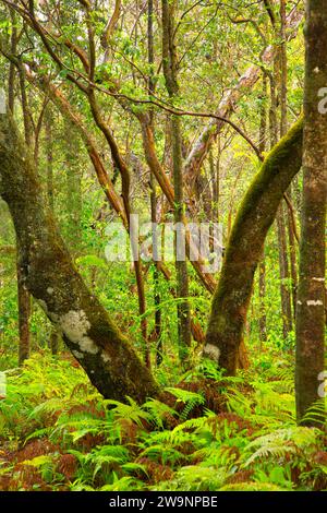 Native Forest Nature Trail, Kalopa Native Forest State Park, Hawaii ...