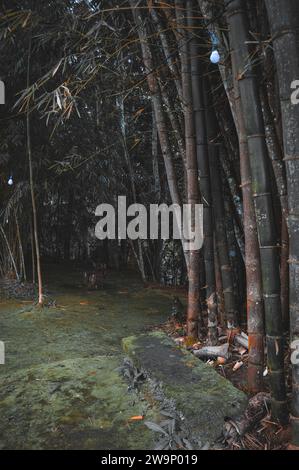 Green bamboo forest rustling by the summer wind in Kanagawa, Japan ...