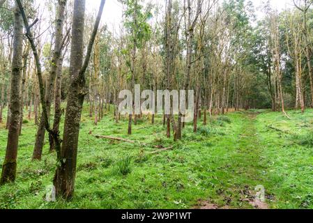 Woodland of dying Ash trees Stock Photo - Alamy