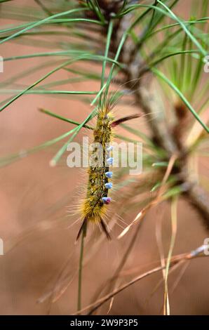 Caterpillar of the moth Calliteara fortunata Stock Photo - Alamy