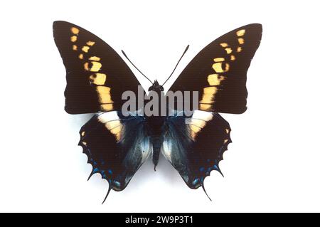 Giant emperor (Charaxes castor) is a butterfly native to tropical ...