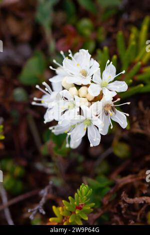 Arctic Tundra with Bog Labrador Tea Rhododendron groenlandicum ...