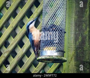 Close UK nuthatch bird (Sitta europaea) isolated outdoors in winter ...