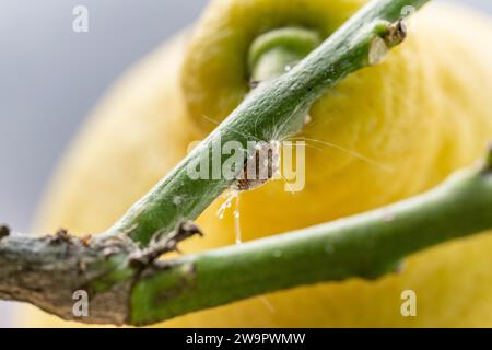 Citrus mealybug (Planococcus citri) on the branch of a lemon plant ...