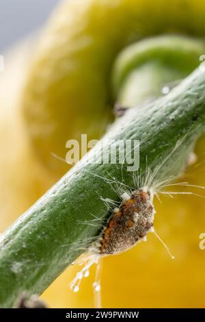 Citrus mealybug (Planococcus citri) on the branch of a lemon plant ...