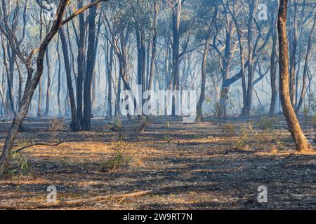 Smoke lingering through gum trees in a bush setting at Maryborough in ...