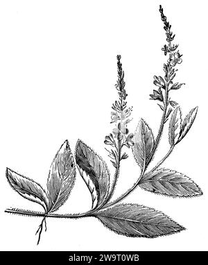 Heath Speedwell, Veronica officinalis, anonym (botany book, 1880 ...