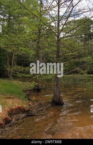 Cypress Trees Growing in the Lily Pads in the Okefenokee National ...
