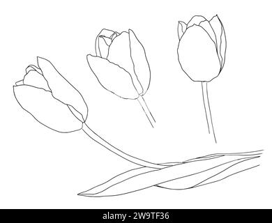 continuous single line drawing of tulips in flower vase, line art ...
