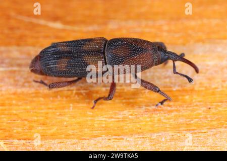 Diocalandra frumenti commonly known as the palm weevil borer, the ...