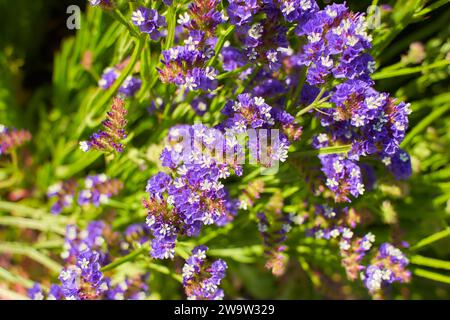 Blue flowers plumbaginaceae limonium sinuatum forever silver in the ...