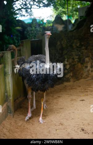 Portrait of an ostrich in the field Stock Photo - Alamy
