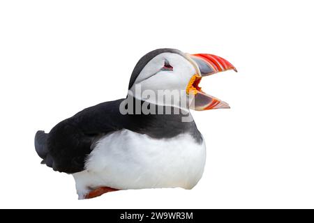cut out image of Atlantic puffin, Fratercula arctica, with fish in its ...