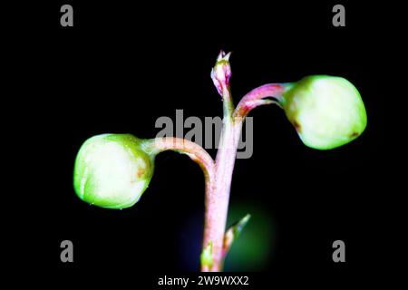 Round flower buds. Ultra macro on black Stock Photo - Alamy