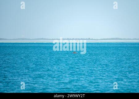 Dolphins (probably bottlenose dolphins) in the Persian Gulf, near ...