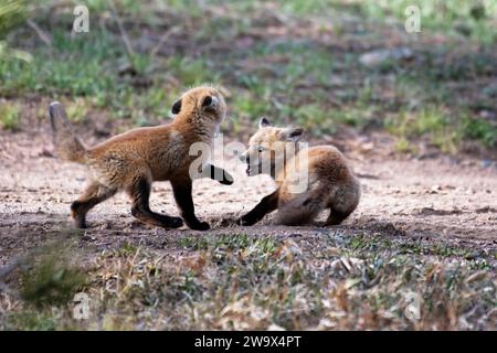 Red fox kits in the wild Stock Photo - Alamy