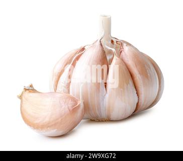Single fresh white garlic bulb with segments is isolated on white ...