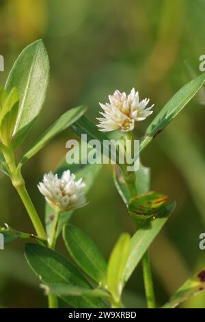 Alligator weed (Alternanthera philoxeroides) with a background. The ...
