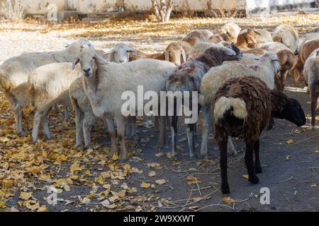 small group of fat tail sheep on the street at Central Asia at sunny ...