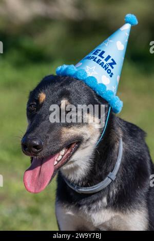 This photo shows a young dog, The dog is a mix breed called belusky or ...