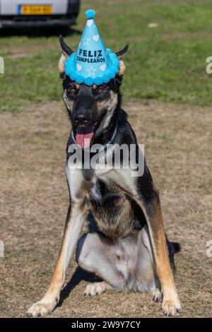 This photo shows a young dog, The dog is a mix breed called belusky or ...
