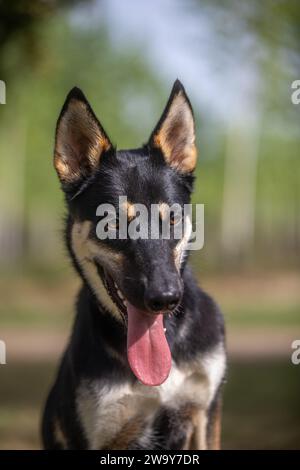 This photo shows a young dog, The dog is a mix breed called belusky or ...