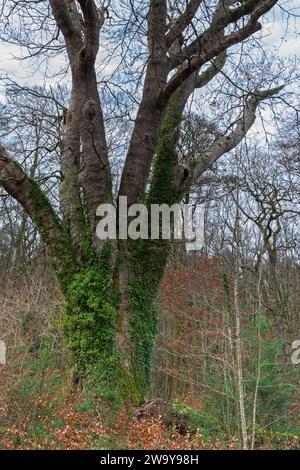 The Knightwood Oak, New Forest, UK Stock Photo - Alamy