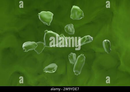 Silver Birch tree pollen grains - closeup view 3d illustration Stock ...