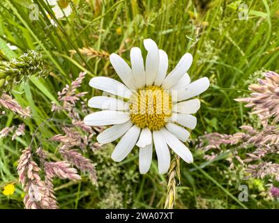 closeup of a fuchsia dragon tooth flower in the field, in the ...