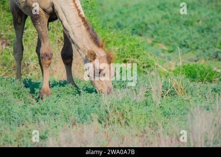 One brown camel walks and eats in the steppe Stock Photo - Alamy