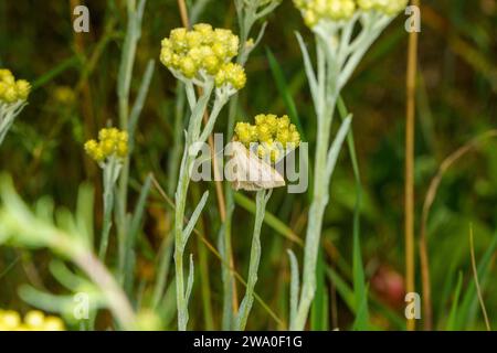 Lesser Pearl (Sitochroa verticalis Stock Photo - Alamy