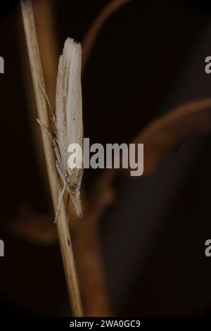 Agriphila inquinatella Family Crambidae Genus Agriphila Barred grass ...